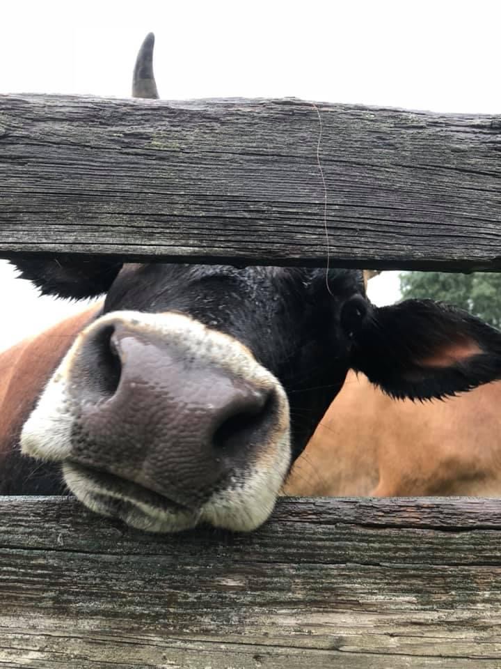 Quimby Farm Blog – Quimby Farm